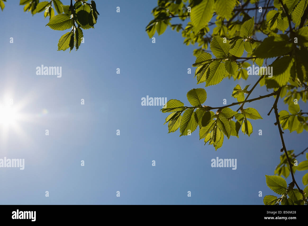 Sunlight and leaves Stock Photo - Alamy