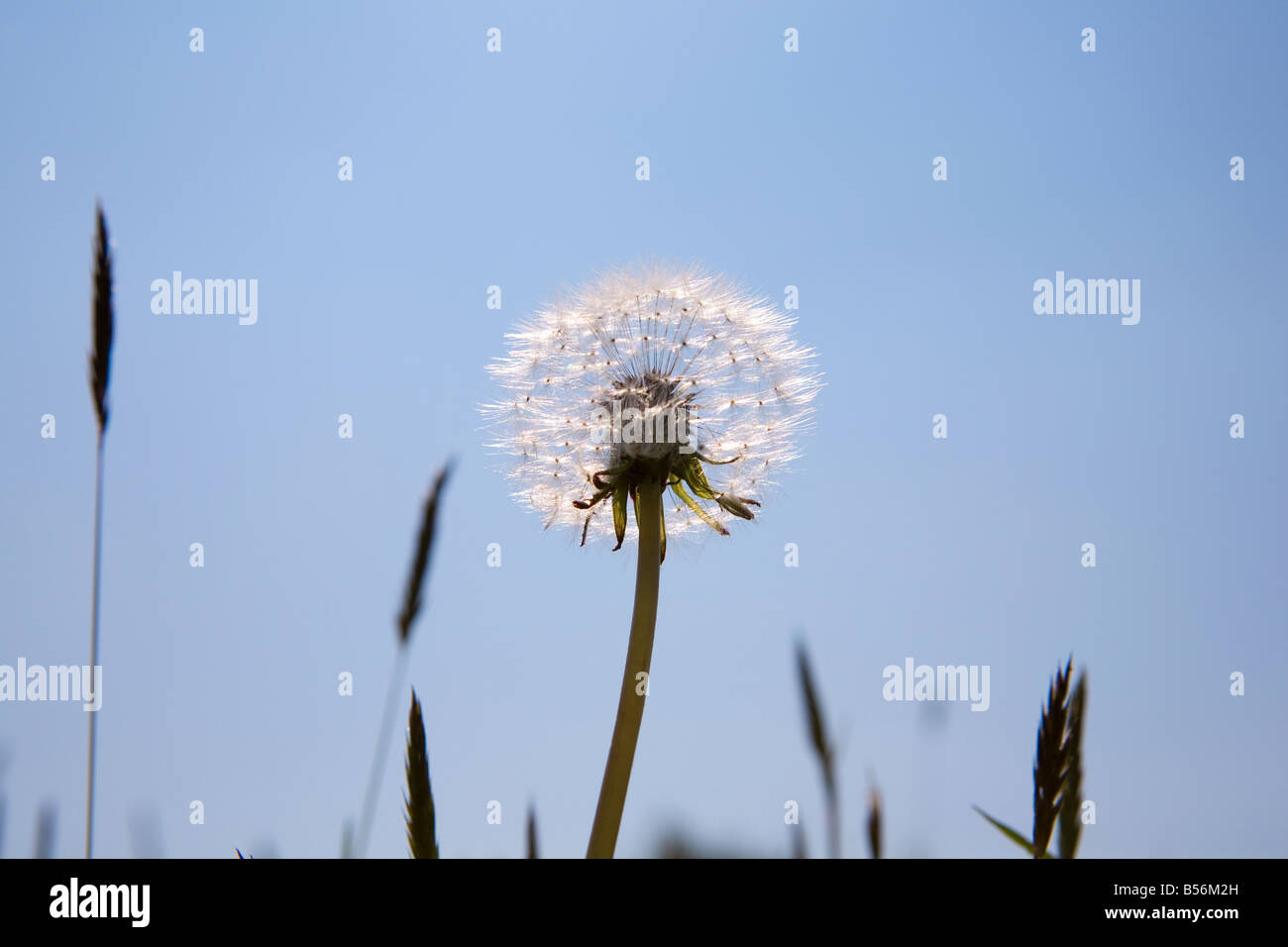 Dandelion clock lighting hi-res stock photography and images - Alamy