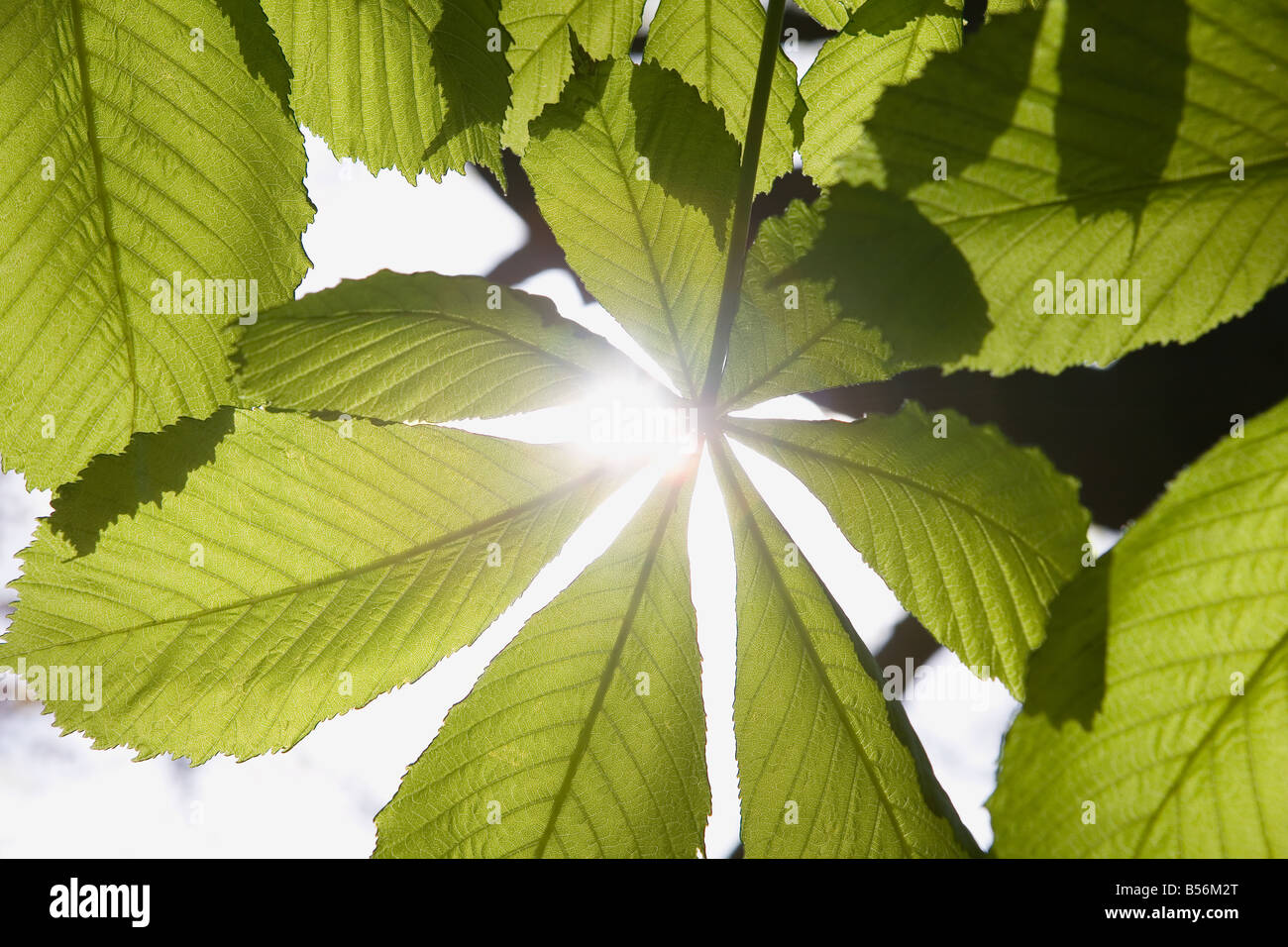Sunlight through leaves Stock Photo - Alamy
