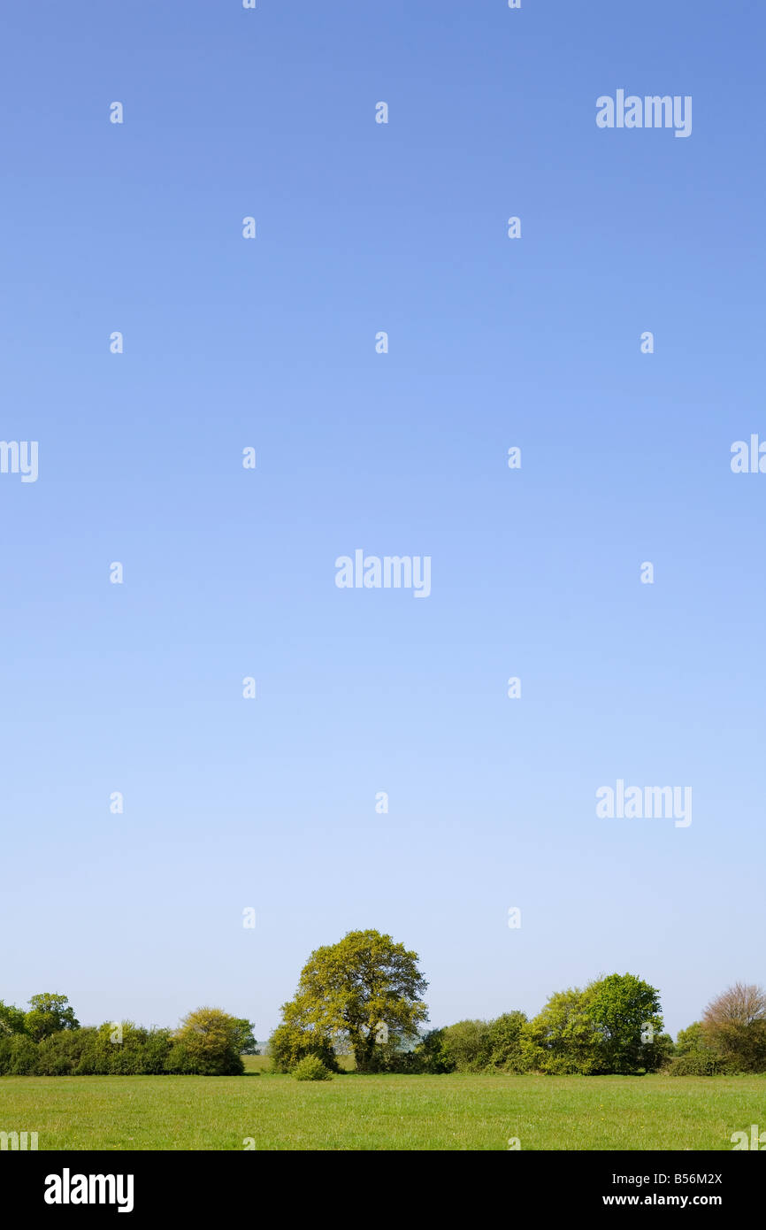 Trees in a field Stock Photo - Alamy