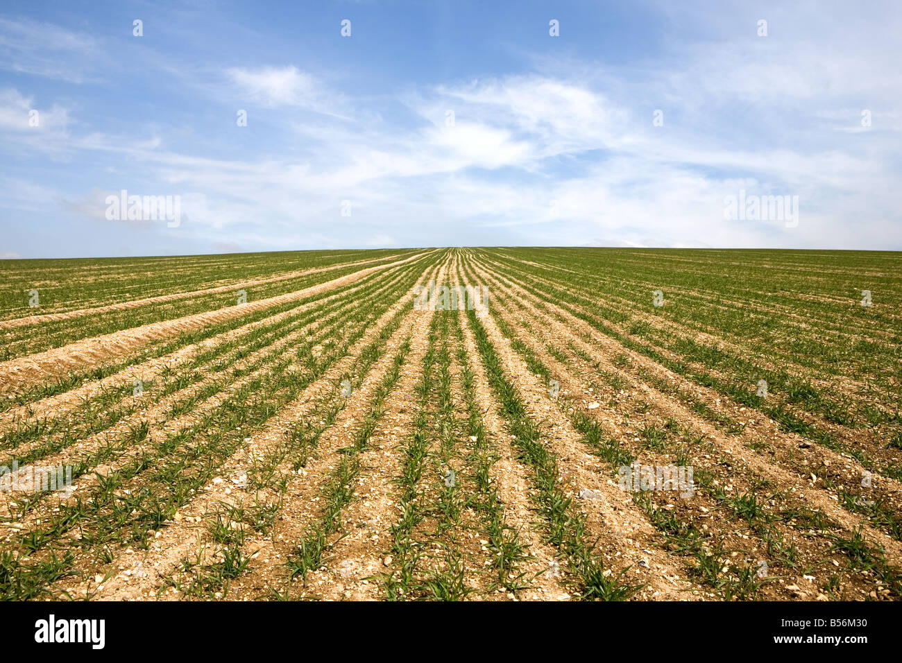 Crops are a hi-res stock photography and images - Alamy