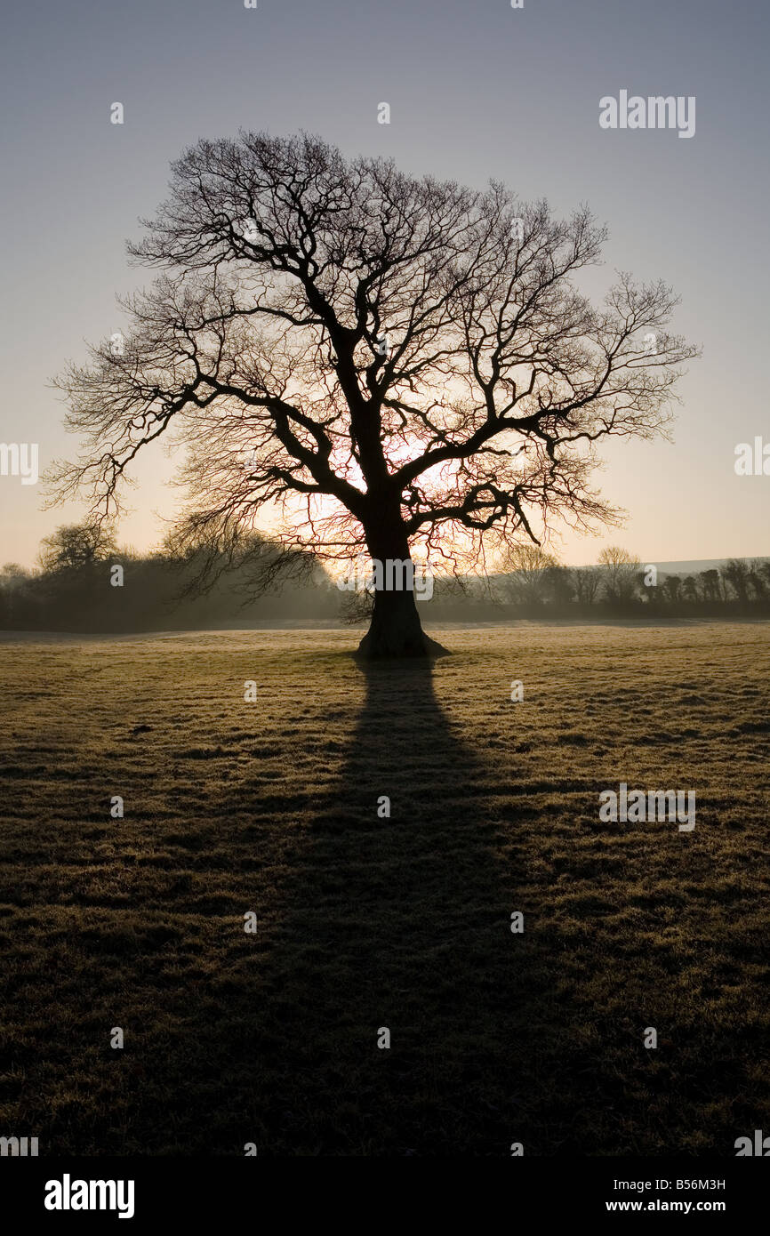 English oak tree in winter hi-res stock photography and images - Alamy