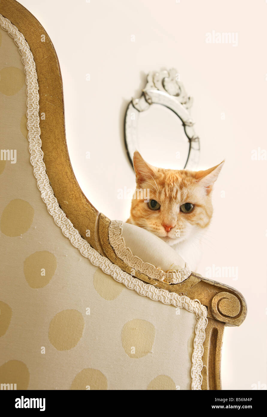 Ginger cat sat in a gold rococo chair Stock Photo - Alamy
