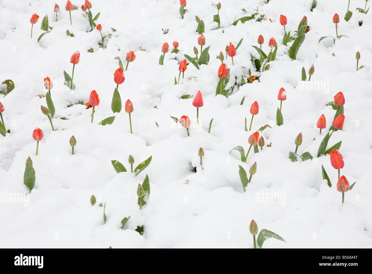 Beautiful Tulips In Winter