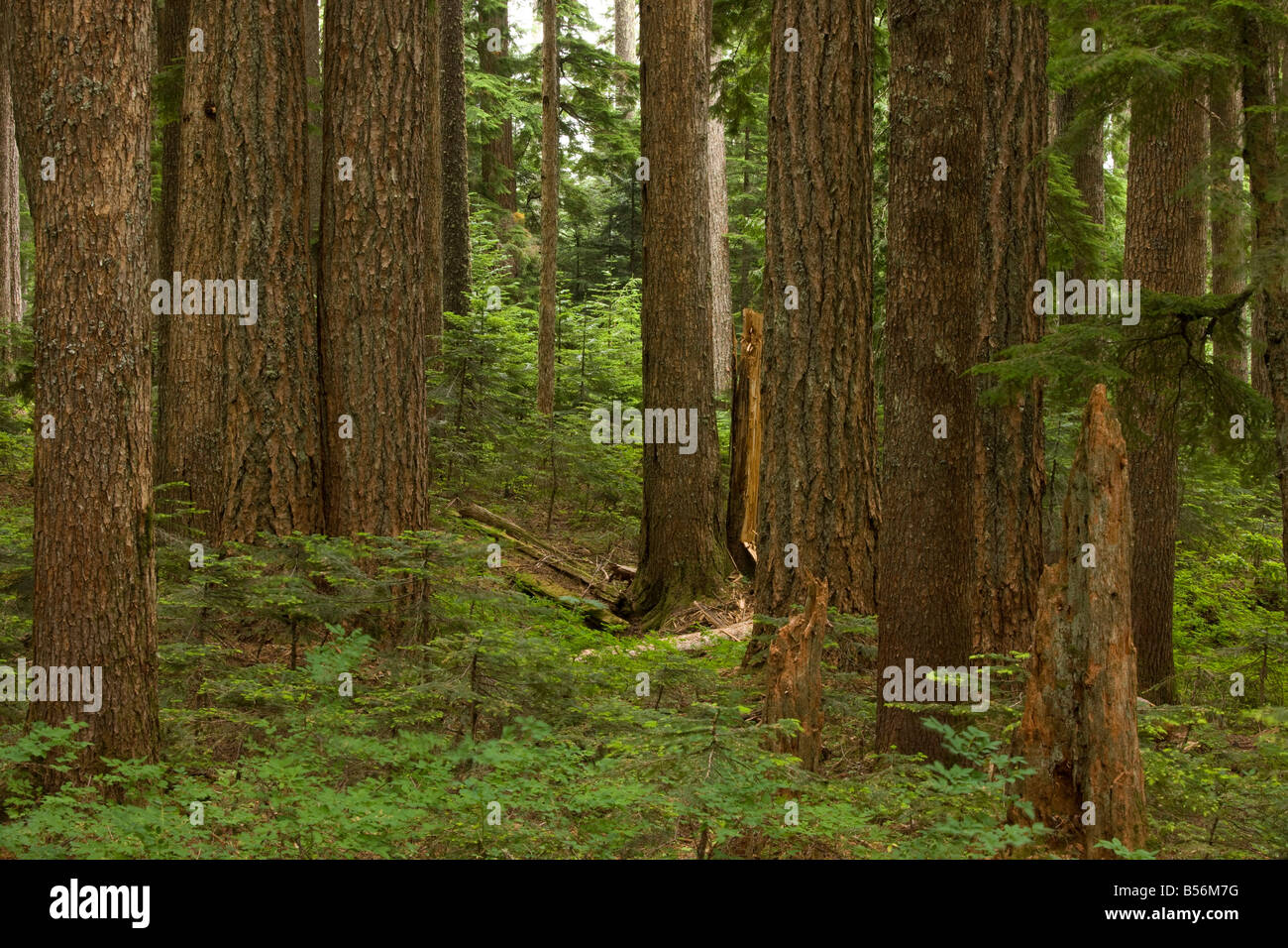 Douglas Fir Pseudotsuga menziesii old trees Lost Lake Old growth forest ...