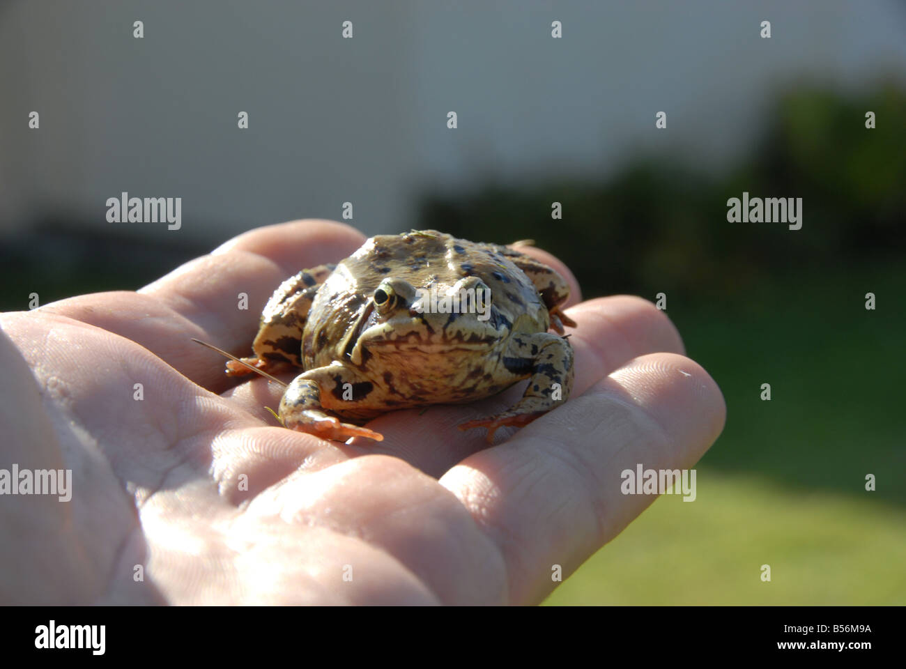 Toad in hand hi-res stock photography and images - Alamy