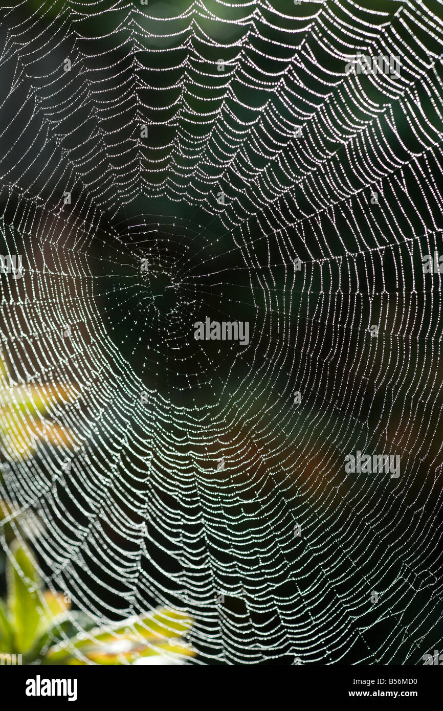 Web formation hi-res stock photography and images - Alamy