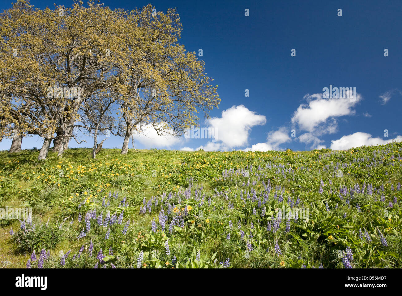 North american oak tree hi-res stock photography and images - Alamy