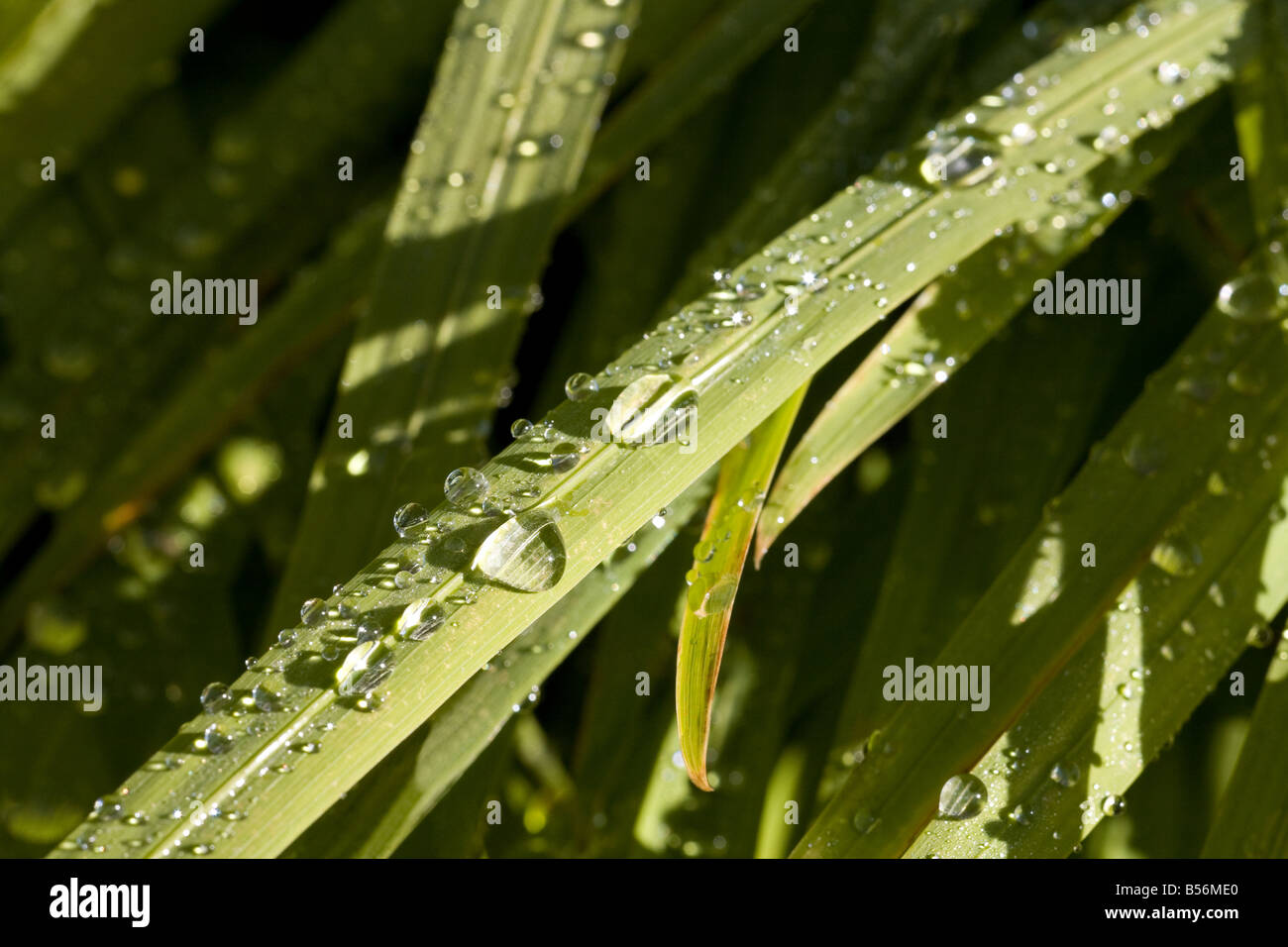 Dew dew point hi-res stock photography and images - Alamy