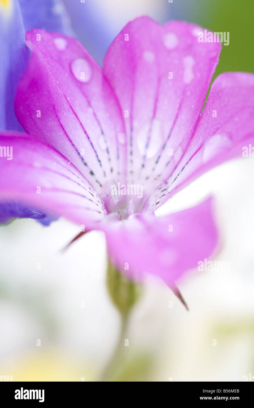 Flower on a leaf Stock Photo - Alamy