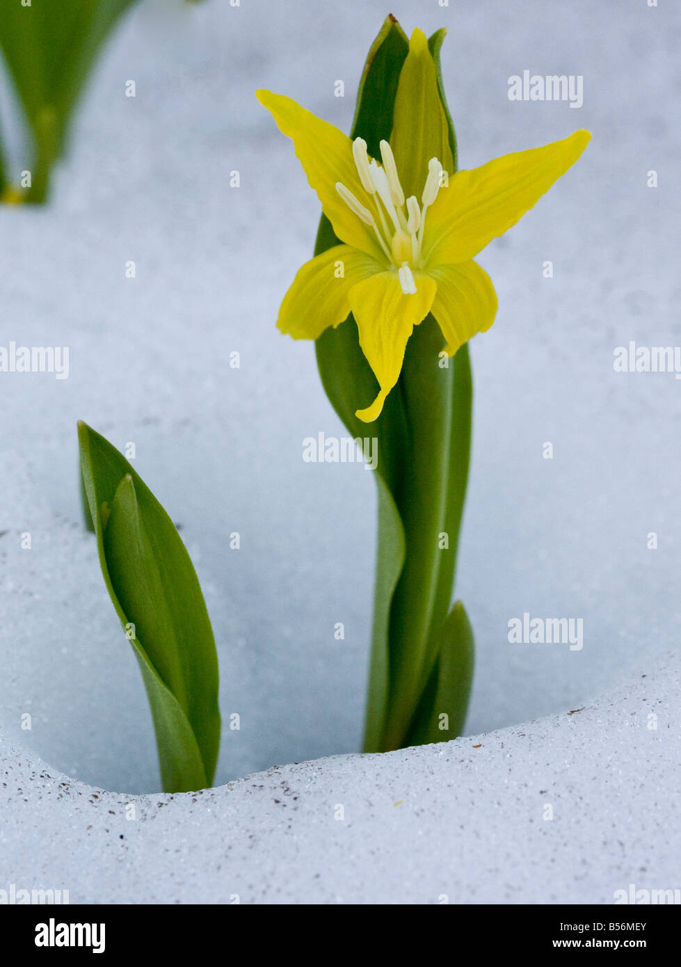 Glacier Lily or Yellow Avalanche lily Erythronium grandiflorum pushing ...