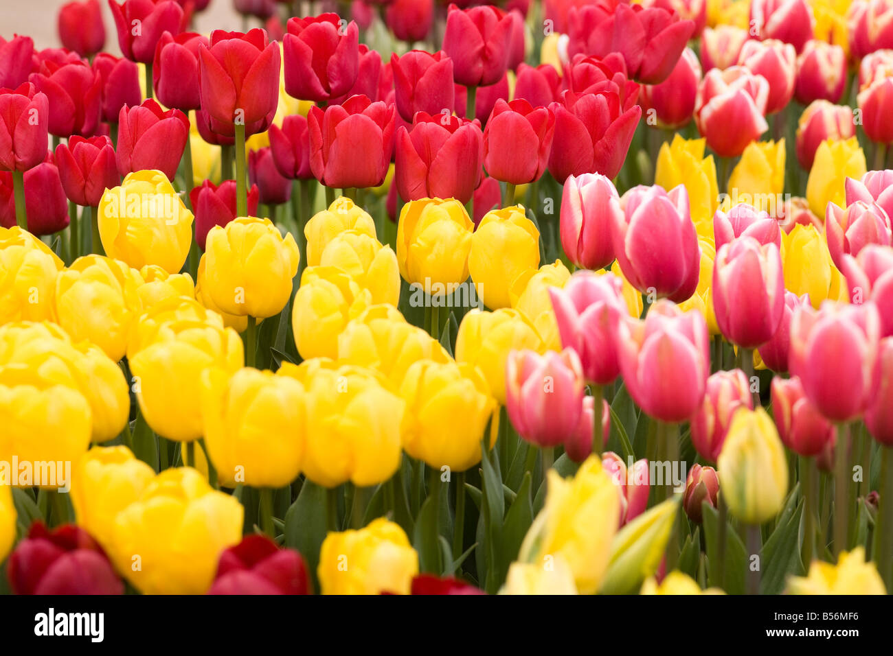 Field of tulips Stock Photo - Alamy