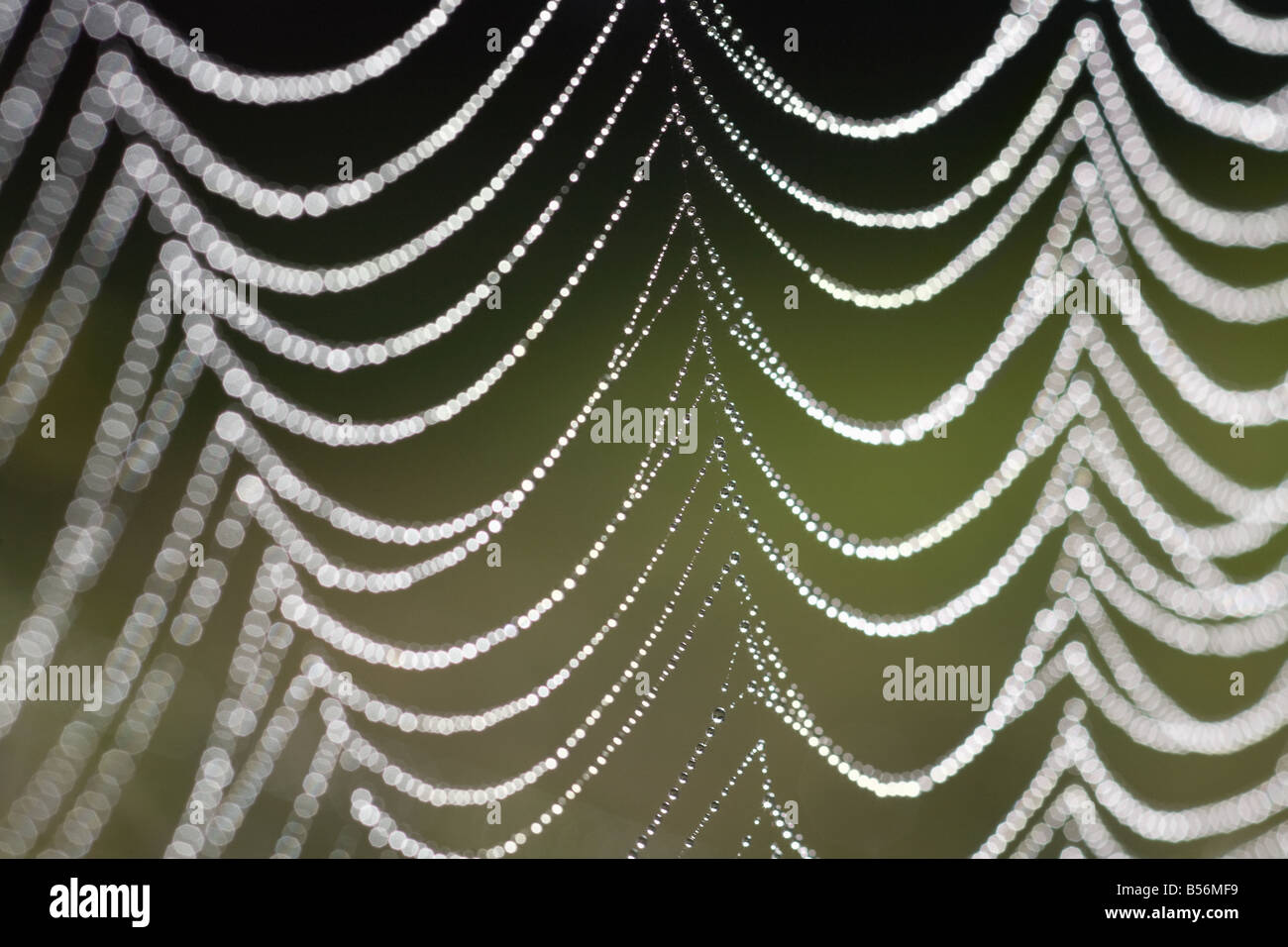 Close up of a spider web Stock Photo - Alamy