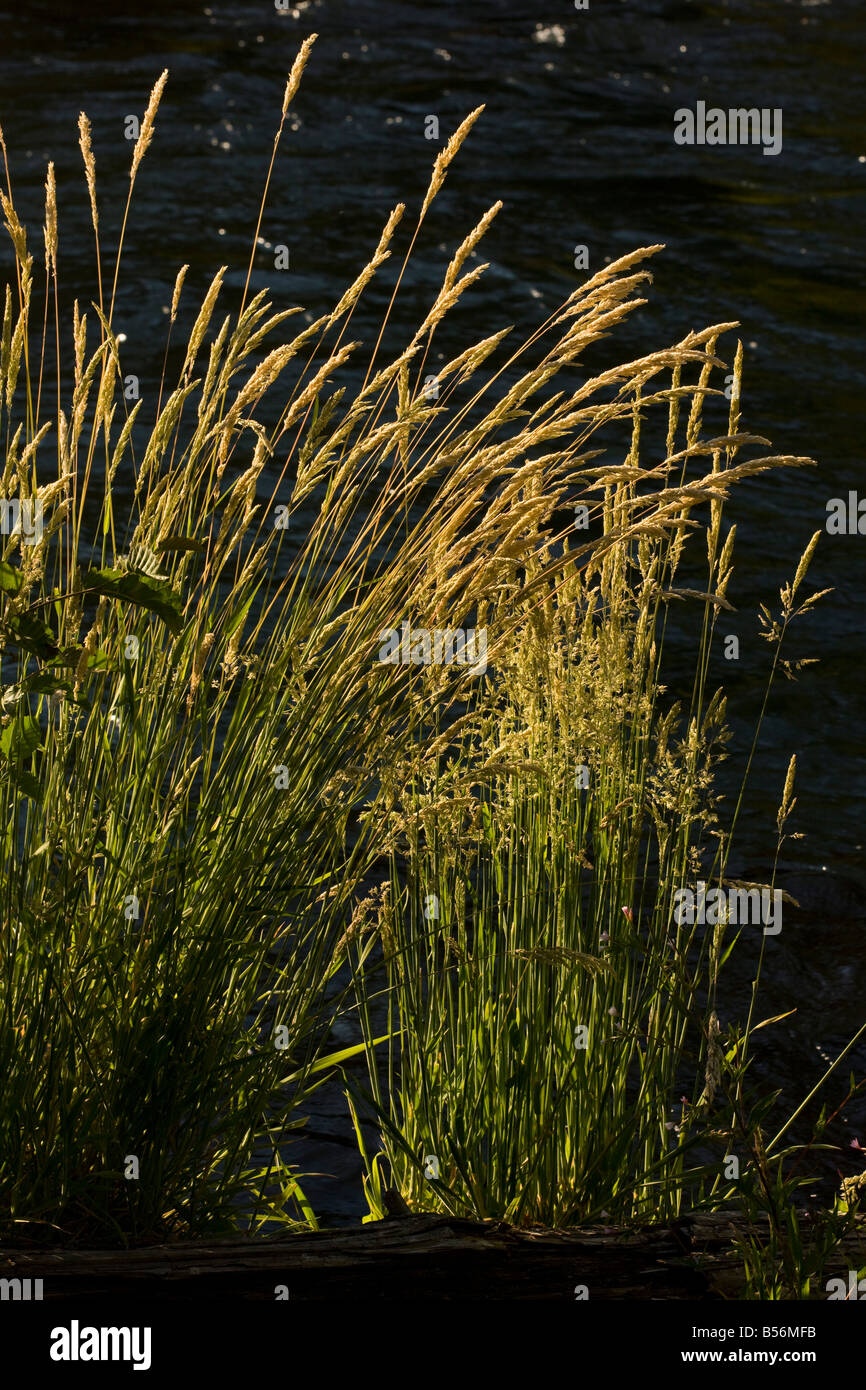 Yorkshire fog grass holcus lanatus hi-res stock photography and images ...