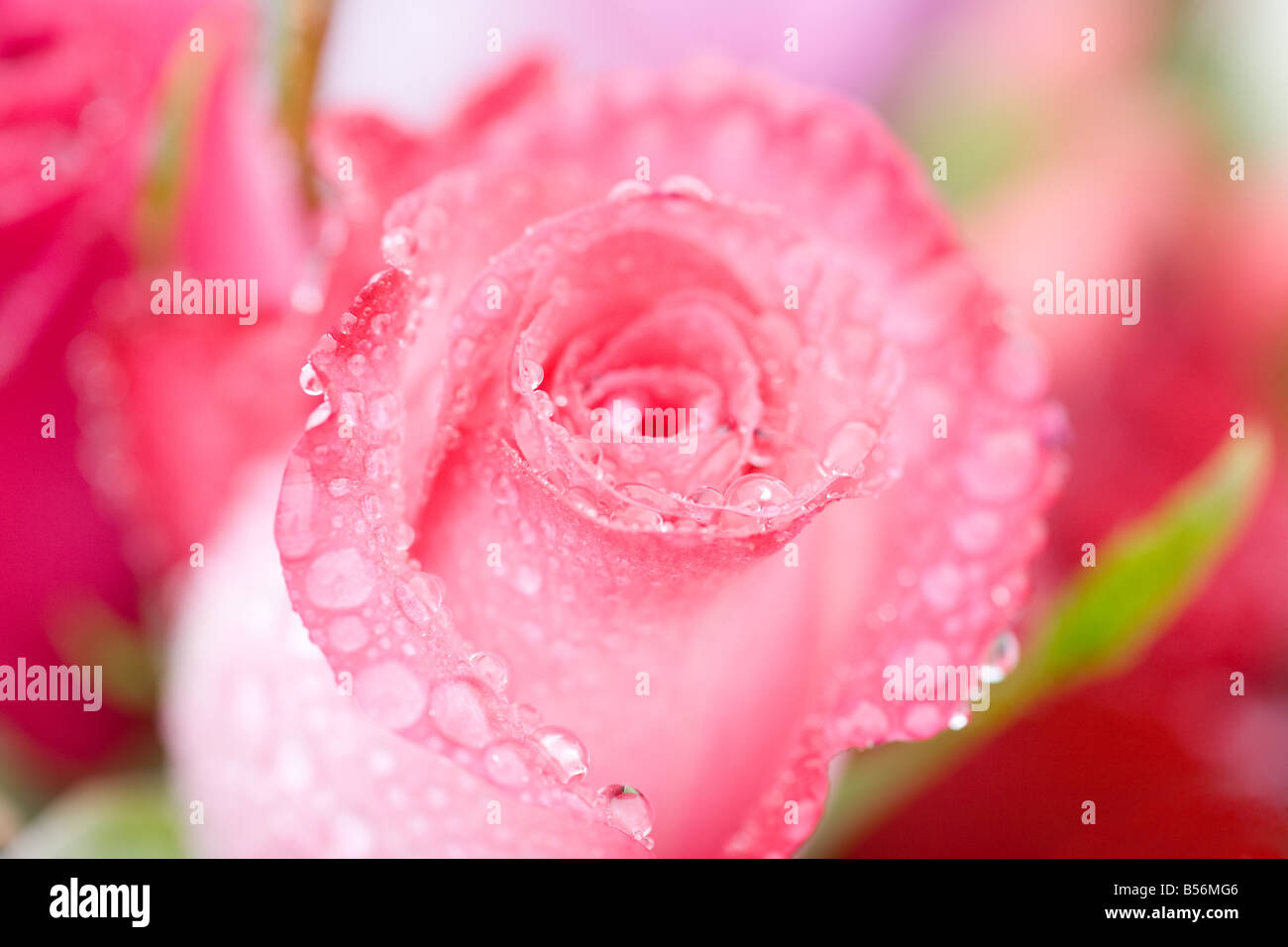 Pink roses covered in dew Stock Photo - Alamy