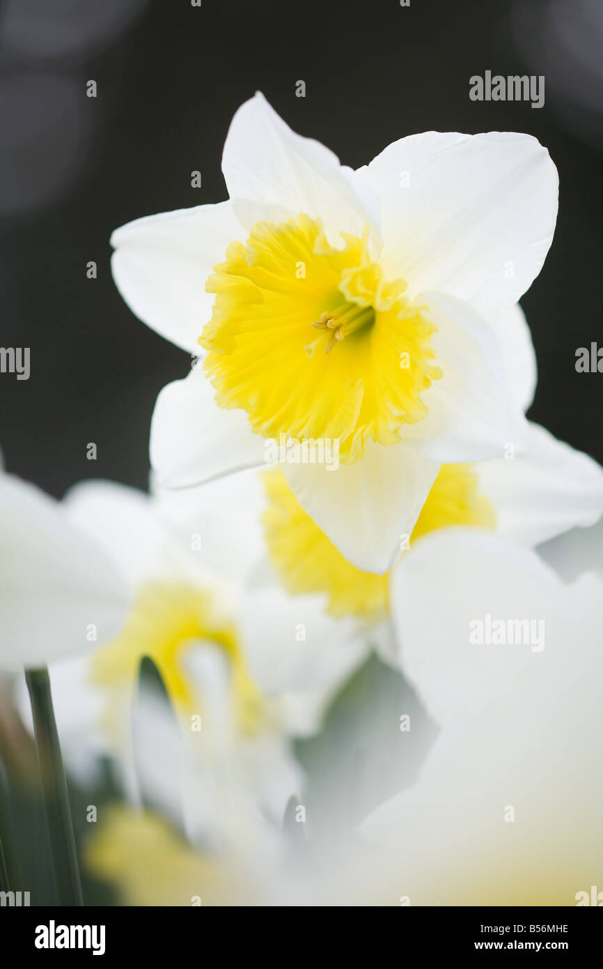 Close up of daffodils Stock Photo - Alamy