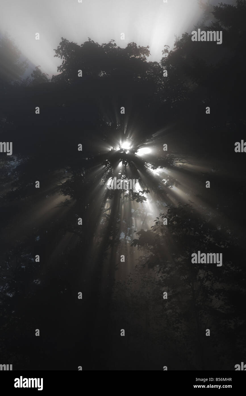 Sun filtering through trees hi-res stock photography and images - Alamy