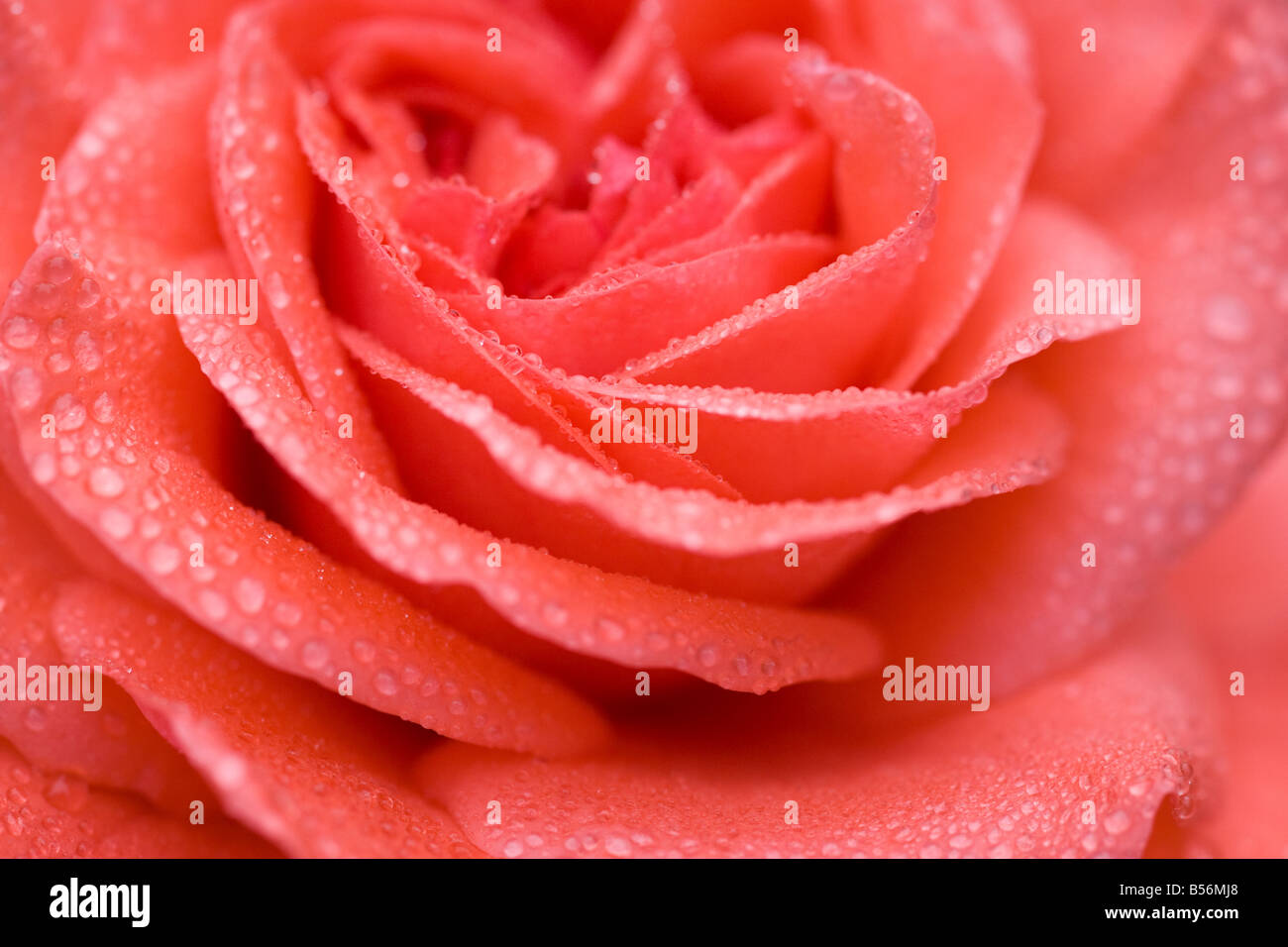 Close up of a rose Stock Photo - Alamy