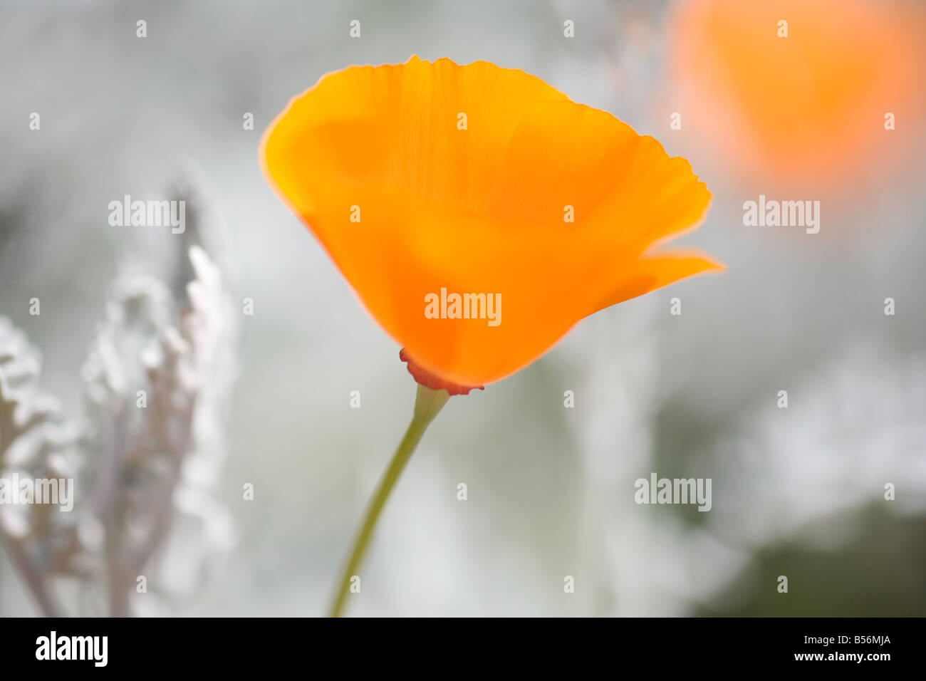 A poppy hi-res stock photography and images - Alamy