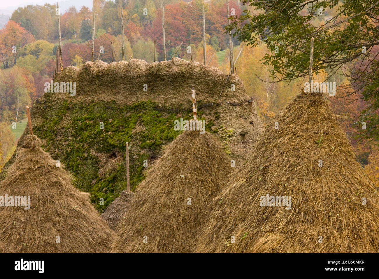 Group of hay stooks with thatched barn beyond in the Galda valley ...