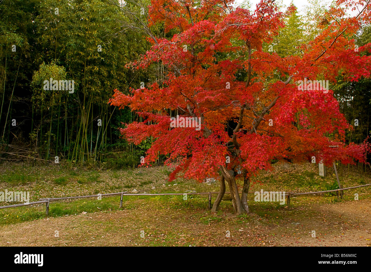 Japan Kyoto Arashiayama Daikaku ji temple maple trees Stock Photo - Alamy