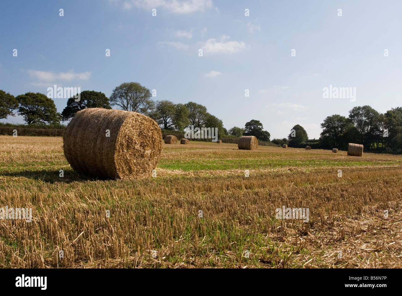 Harvesting rolls hi-res stock photography and images - Alamy