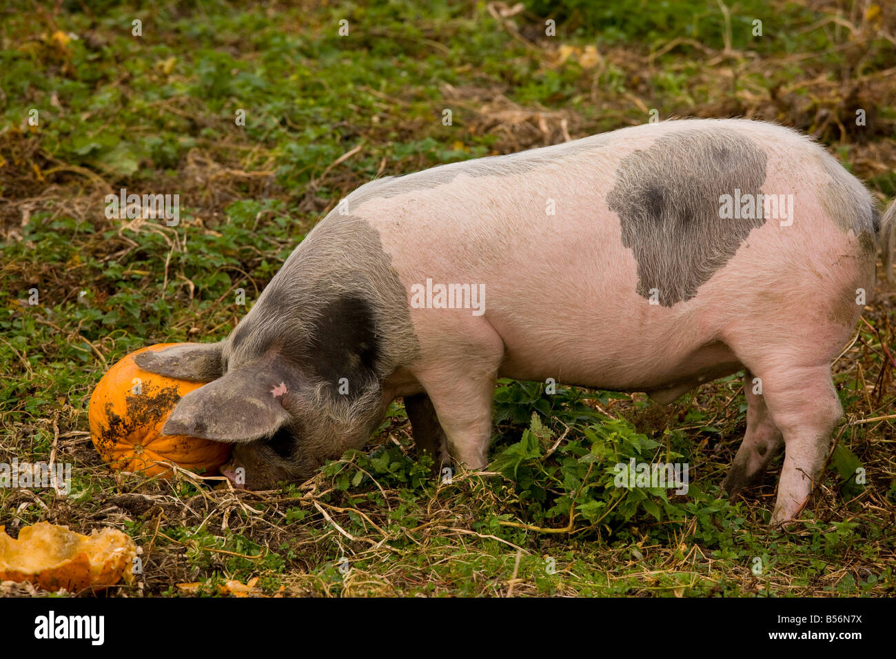 Pig romania hi-res stock photography and images - Alamy