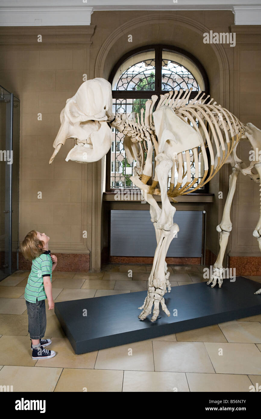 Skeleton herbivore hi-res stock photography and images - Alamy