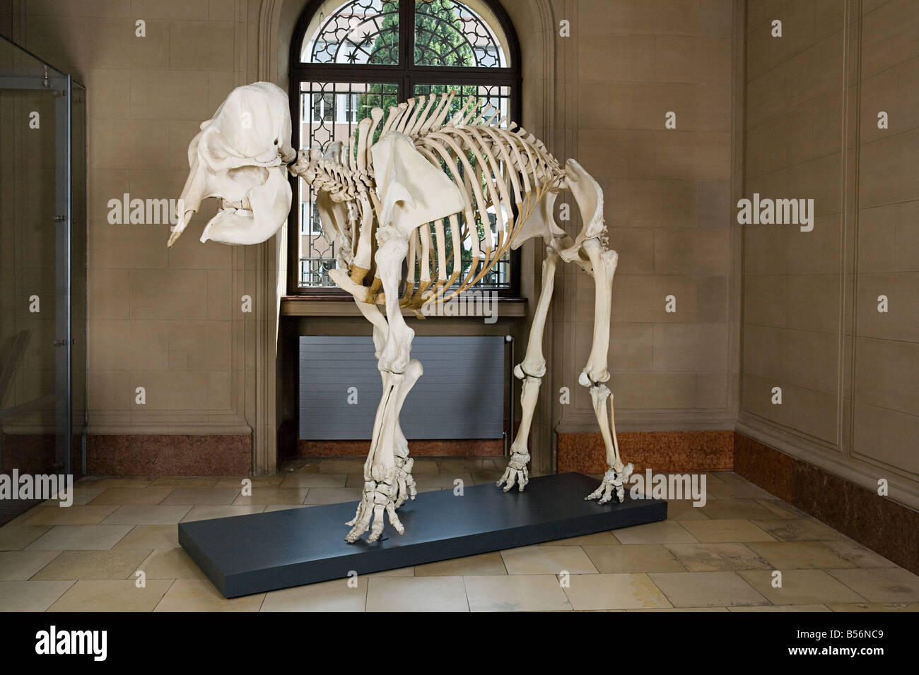 Elephant skeleton hi-res stock photography and images - Alamy