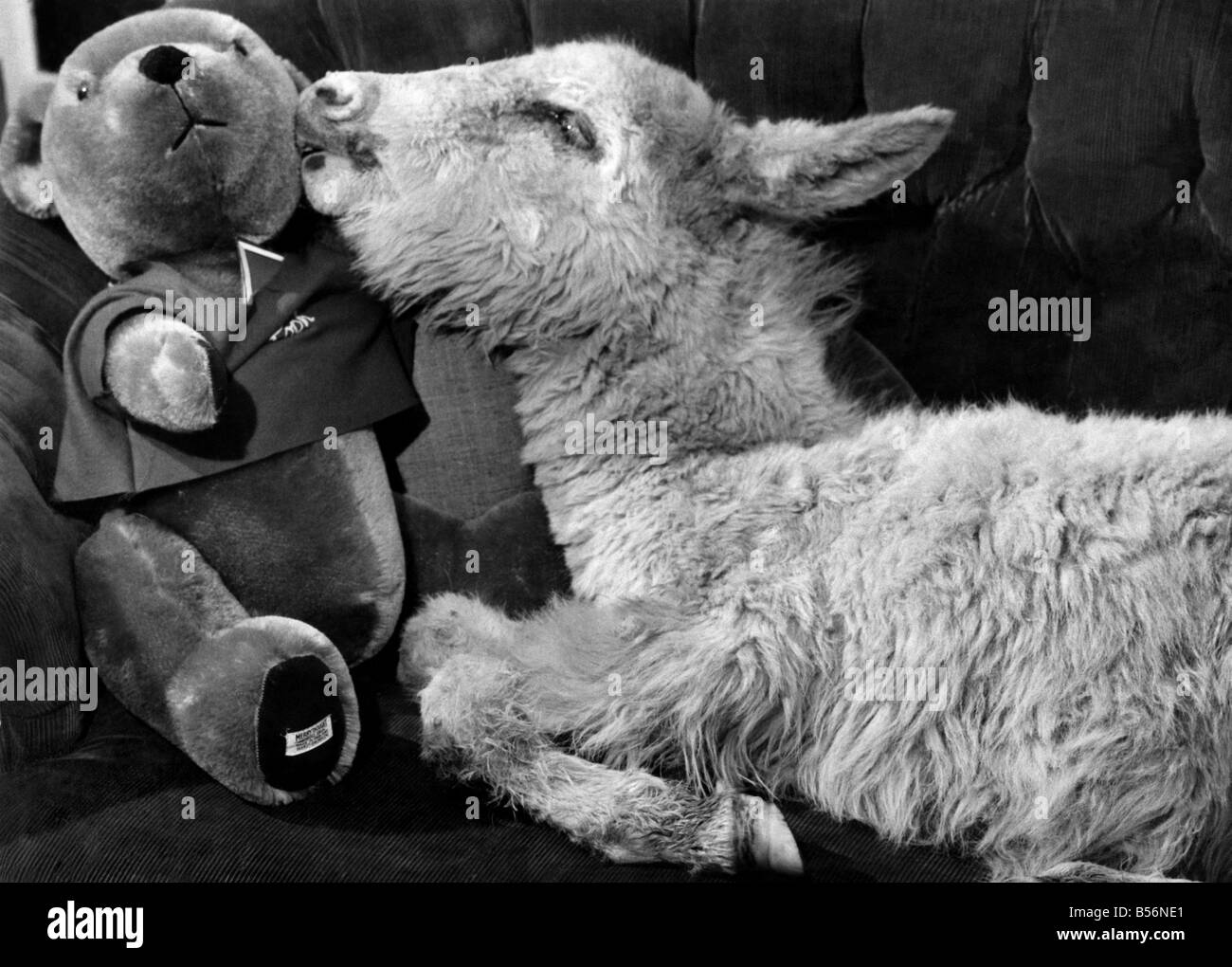 December sheep hi-res stock photography and images - Alamy