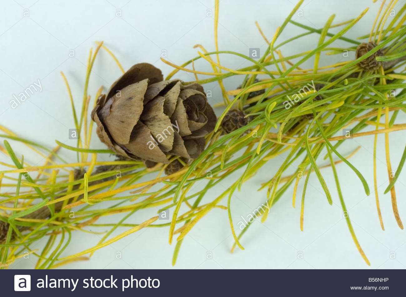 Tamarack Trees High Resolution Stock Photography and Images - Alamy