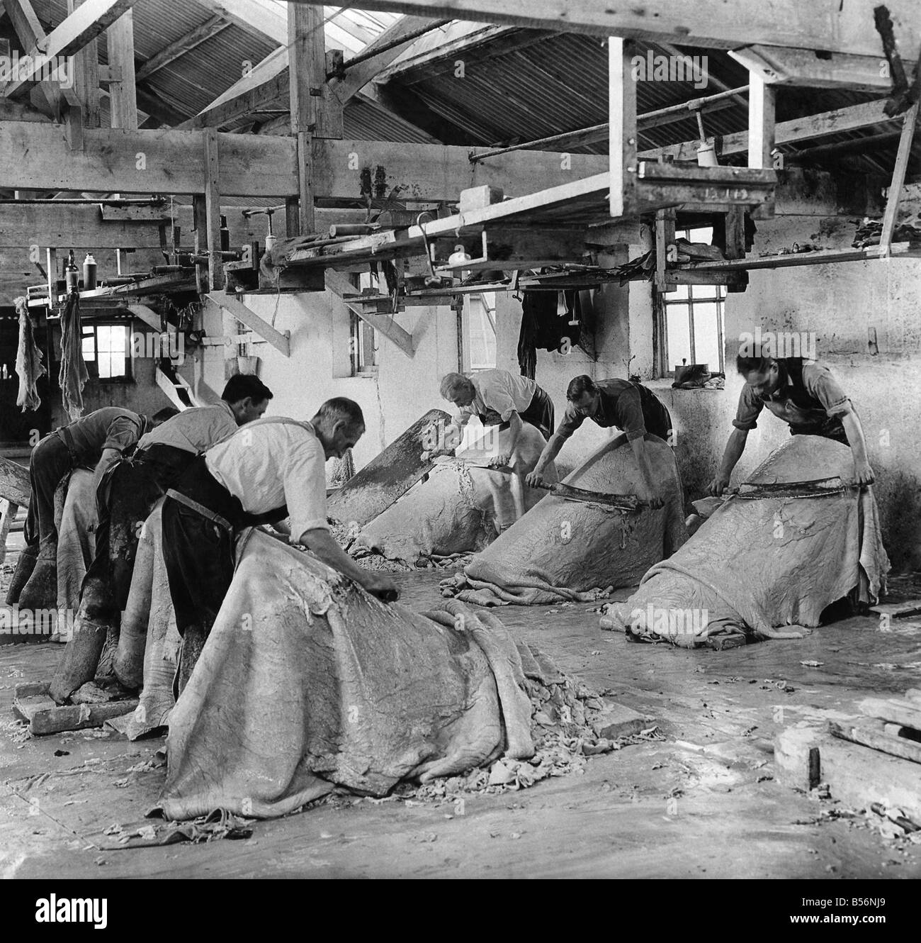 Canterbury. St. Mildved's Tannery. Fleshing hides to make leather ...