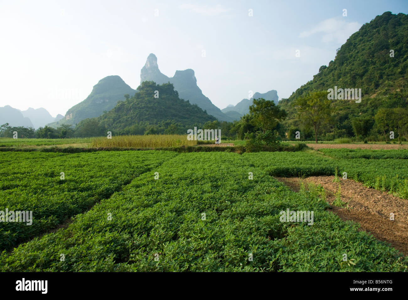 A field of crops in the small village of Fu Li (Fuli), China Stock ...