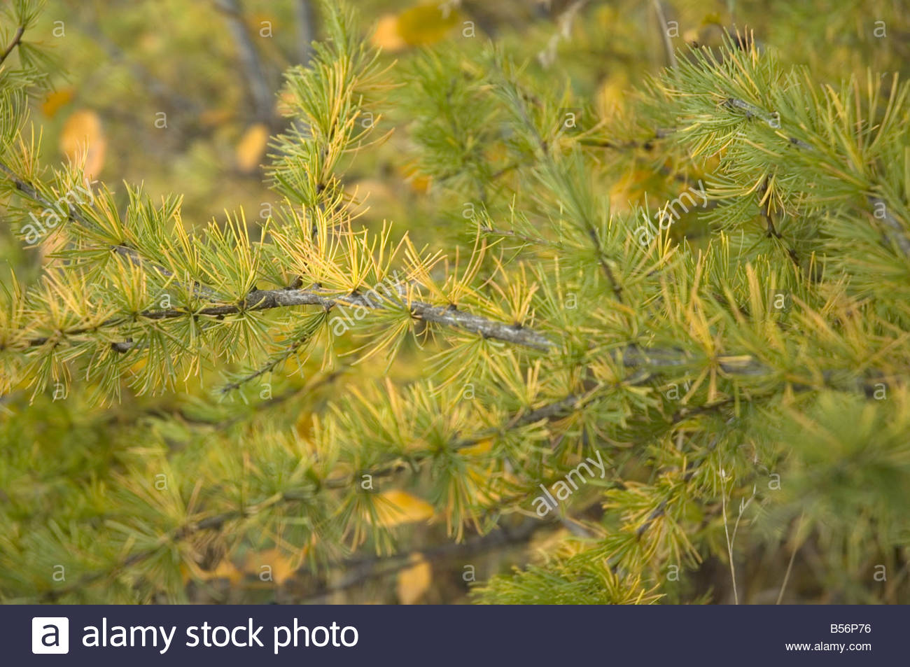 Tamarack Trees High Resolution Stock Photography and Images - Alamy