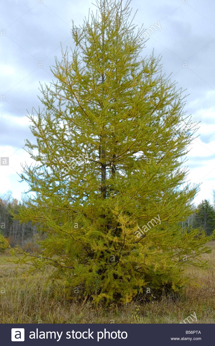Tamarack Larix Laricina High Resolution Stock Photography and Images ...