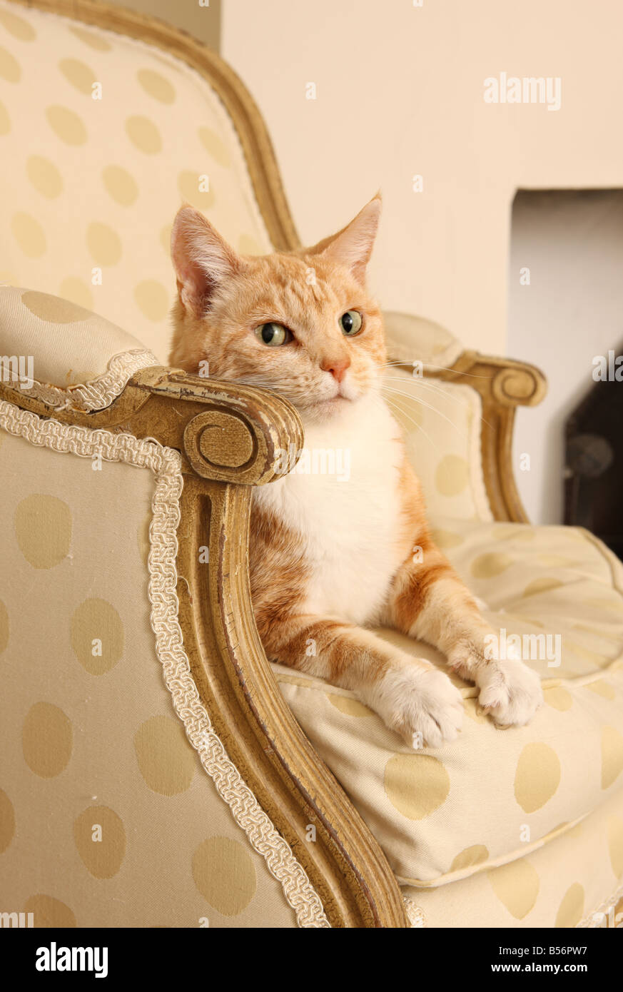 Ginger cat sat in a gold rococo chair Stock Photo - Alamy