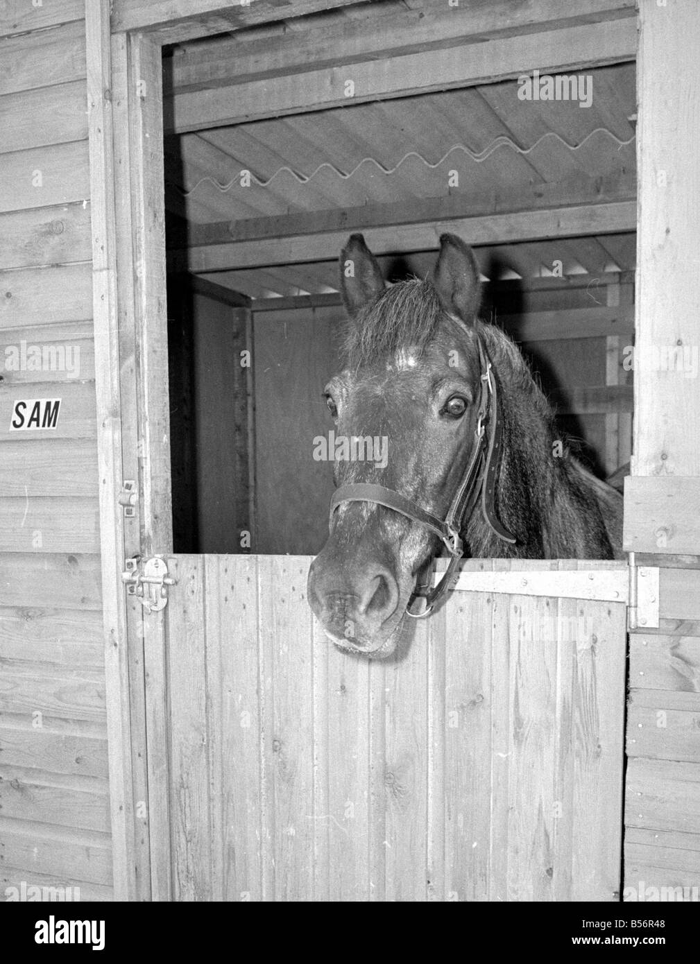 Sam the pet pony in his luxury stable at the end of the garden in ...