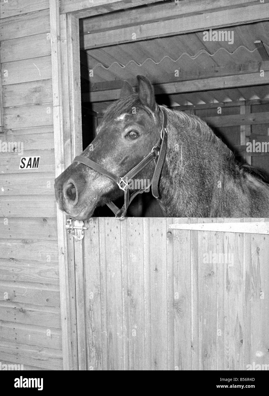 Sam the pet pony walking through his owners house to get through to his ...