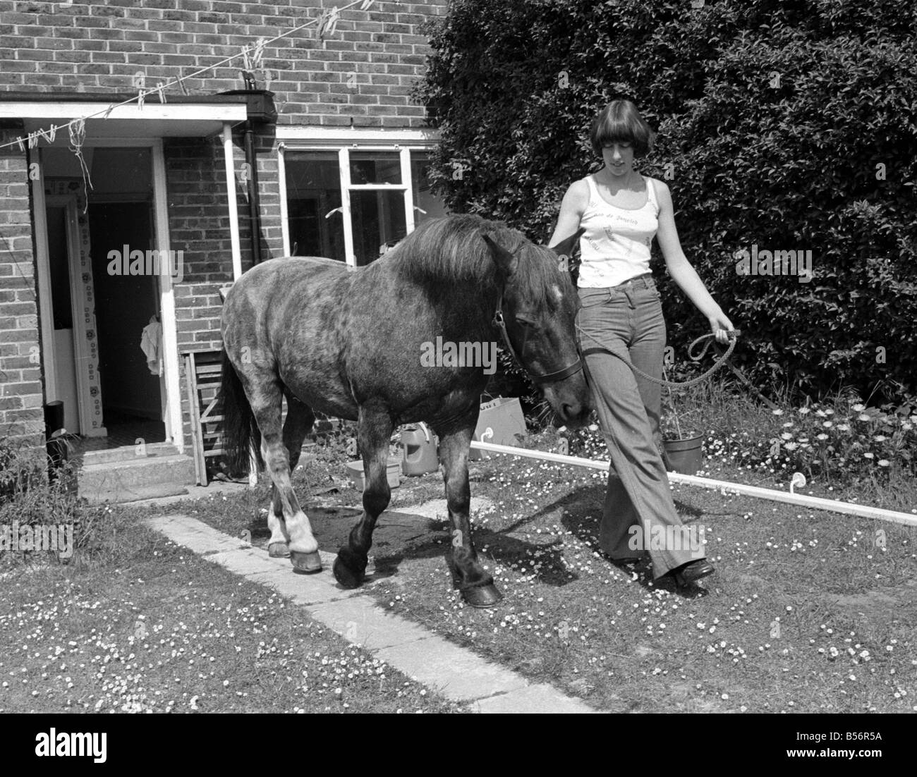 Sam the pet pony walking through his owners house to get through to his ...