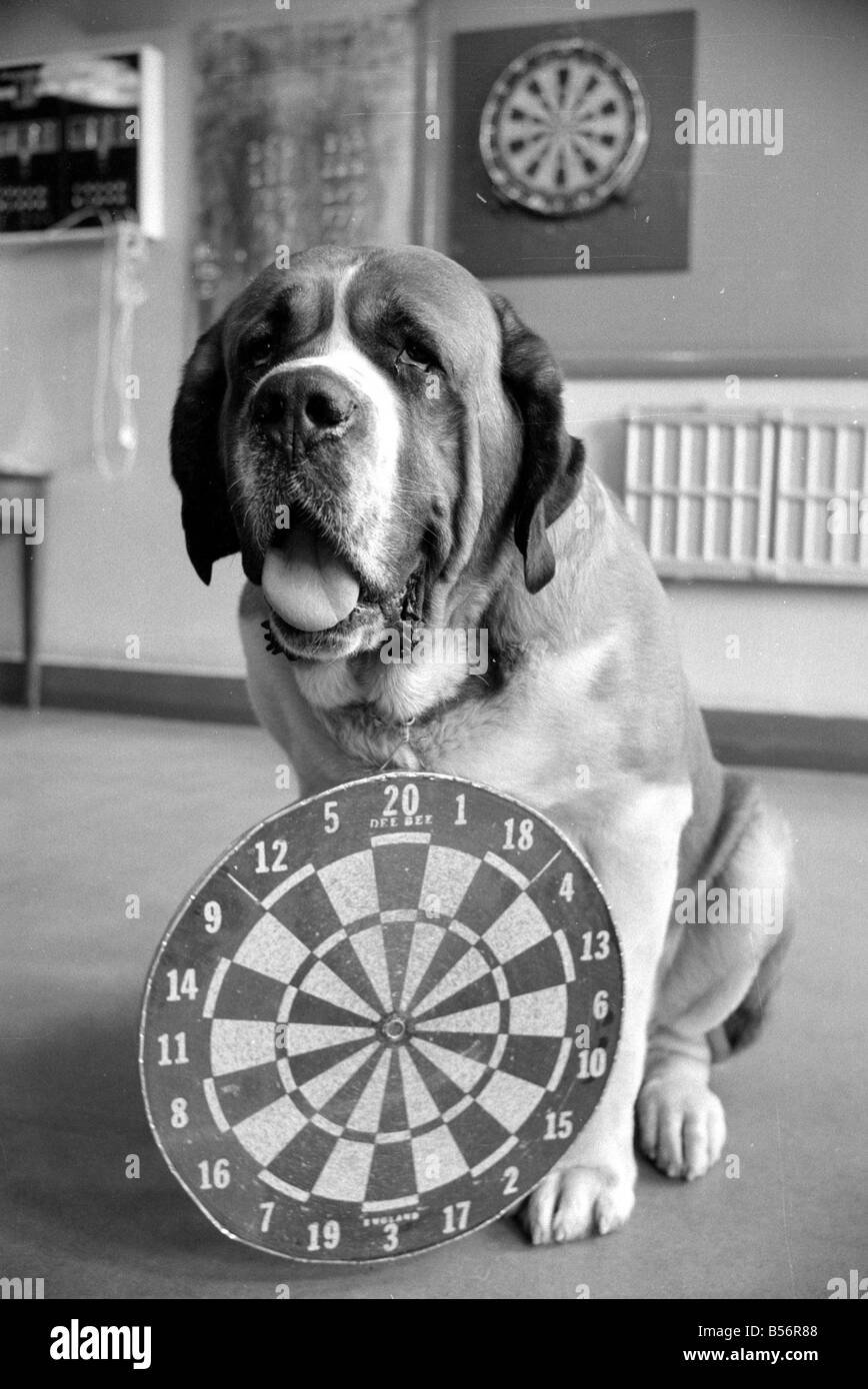 Sixteen stone St. Bernard dog Sebastian with his ownwe wearing a full ...