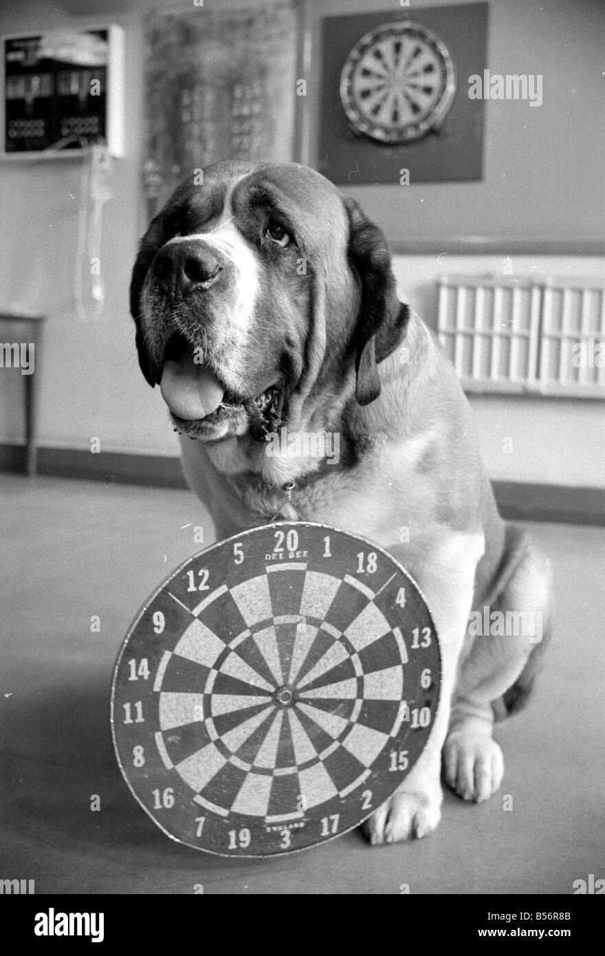 Can I Bring Dog On Dart