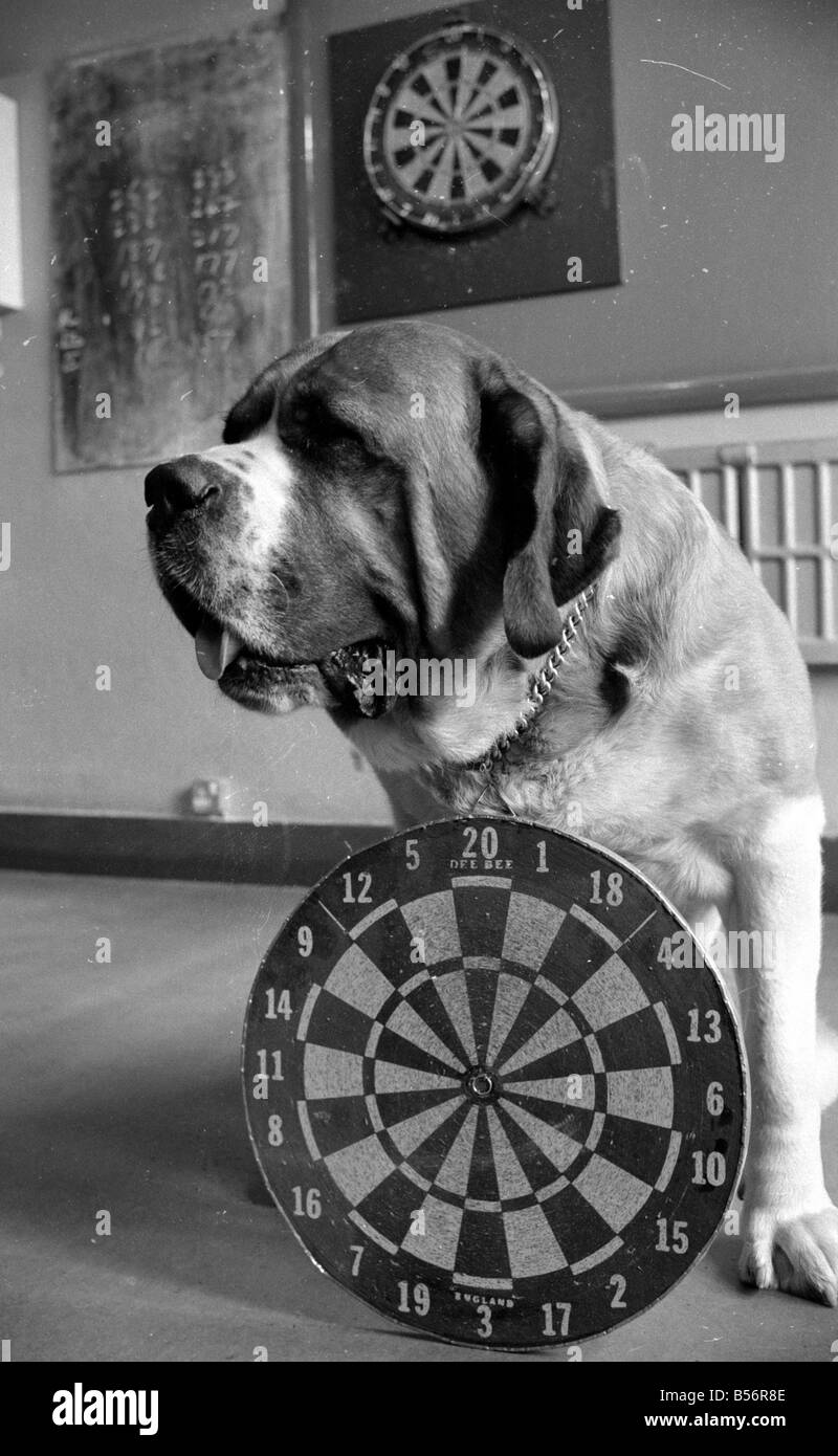 Can I Bring Dog On Dart