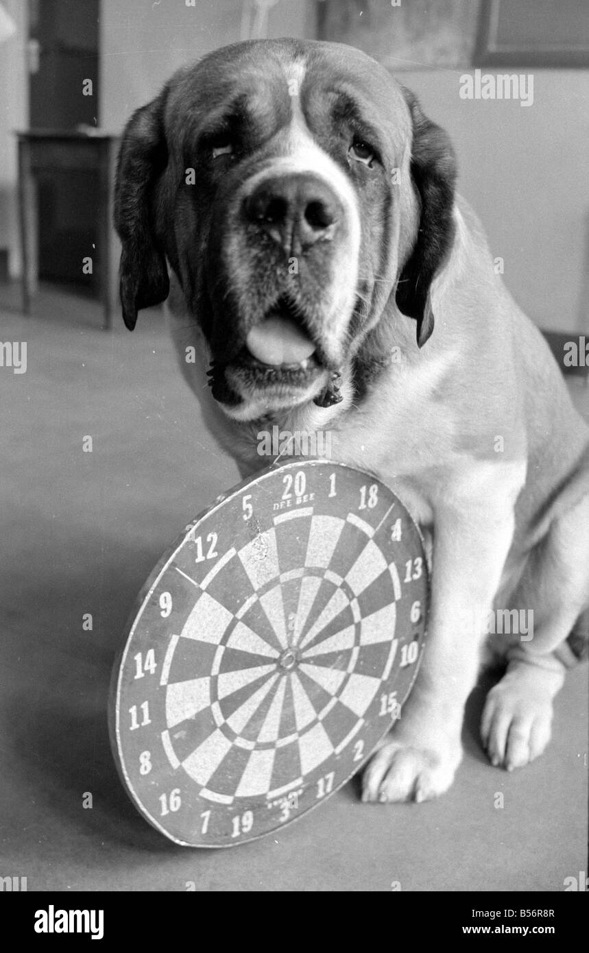 Sixteen stone St. Bernard dog Sebastian with his ownwe wearing a full ...