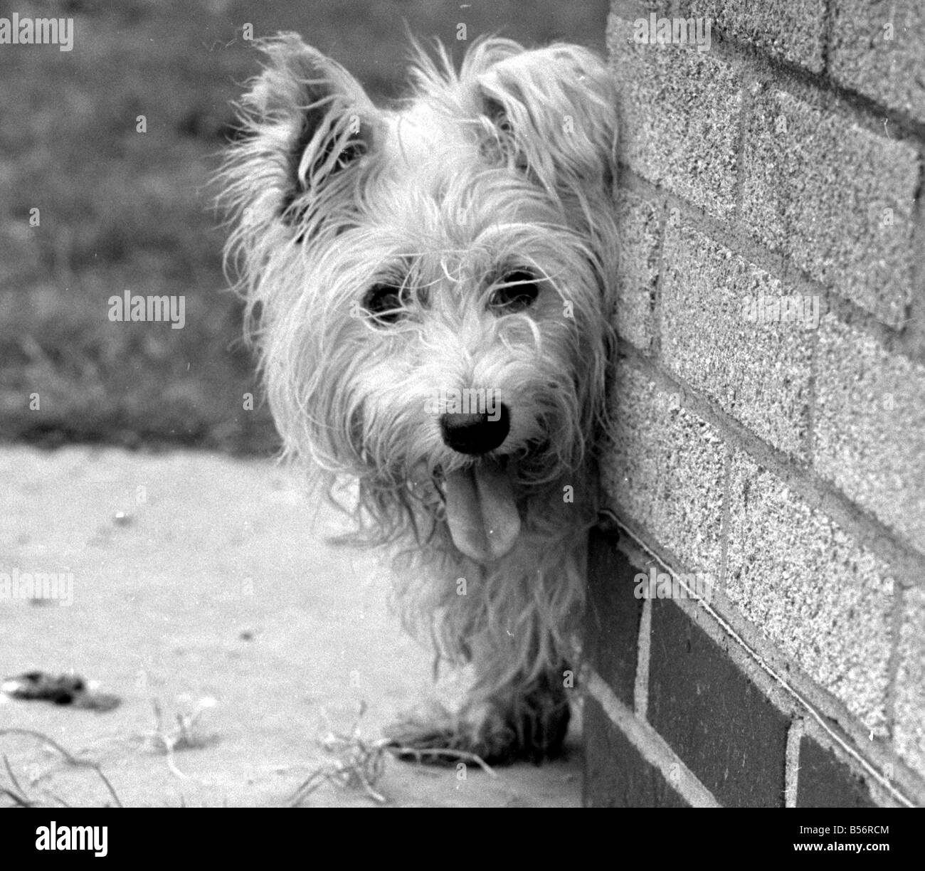 Abandoned West highland white terrier Cindy at Lundt- Smith kennels in ...
