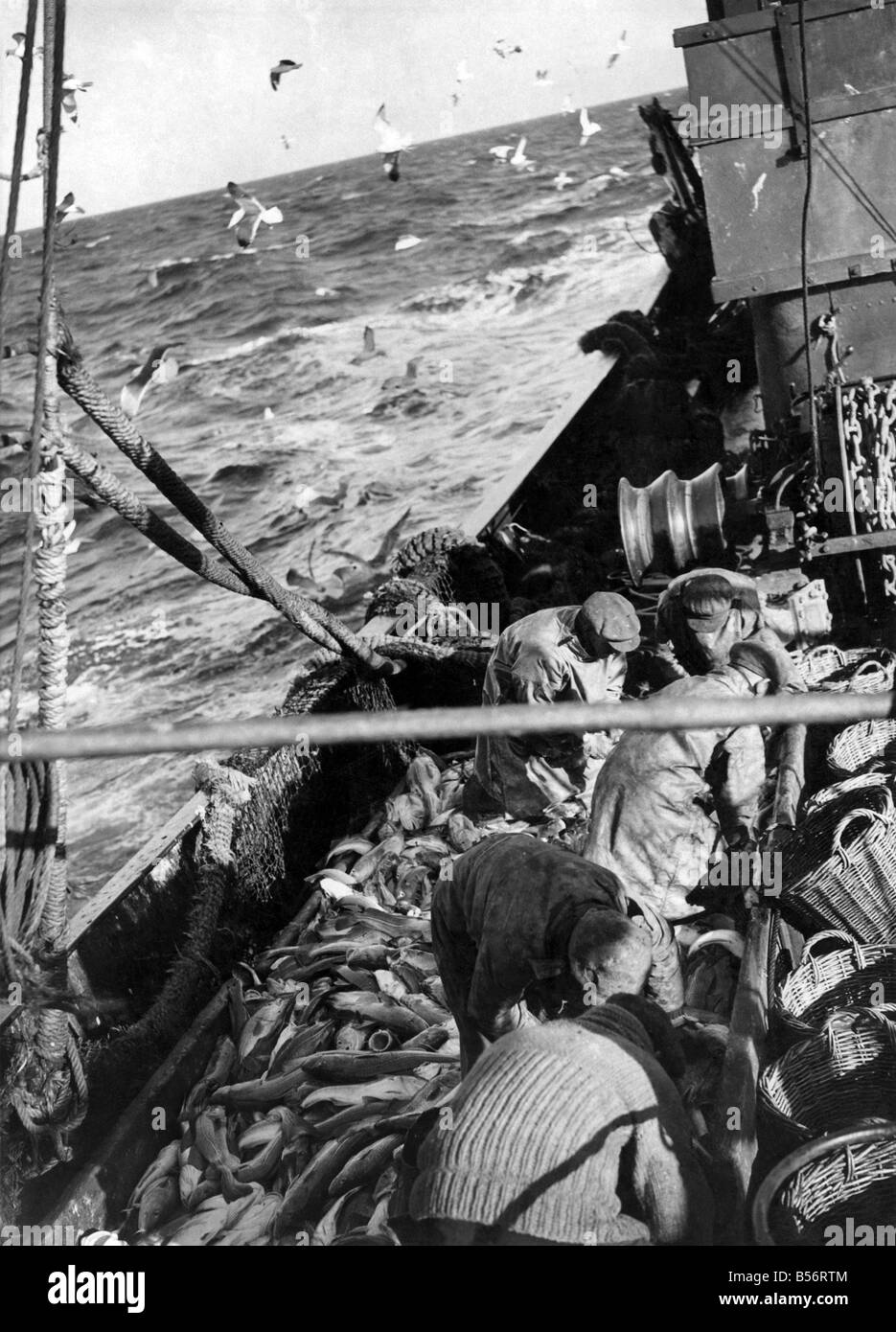 Trawlermen in the North Sea gutting fish after trawler has been shot ...