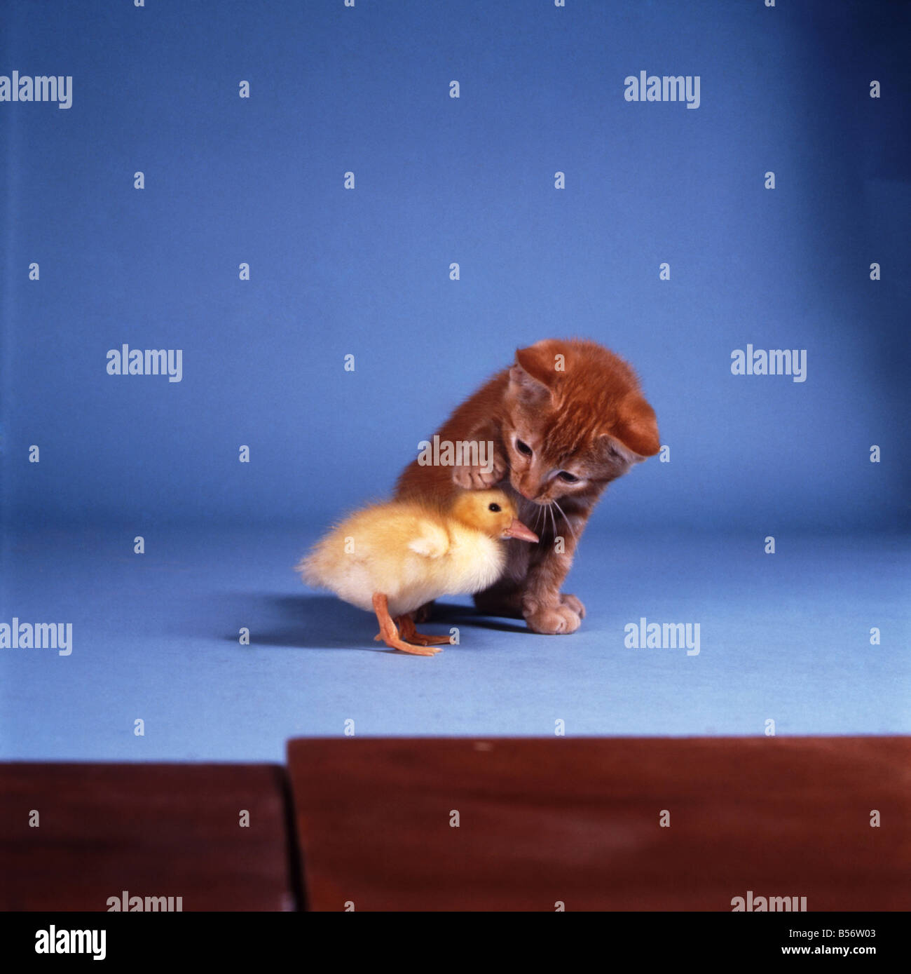 Kitten and duckling hi-res stock photography and images - Alamy