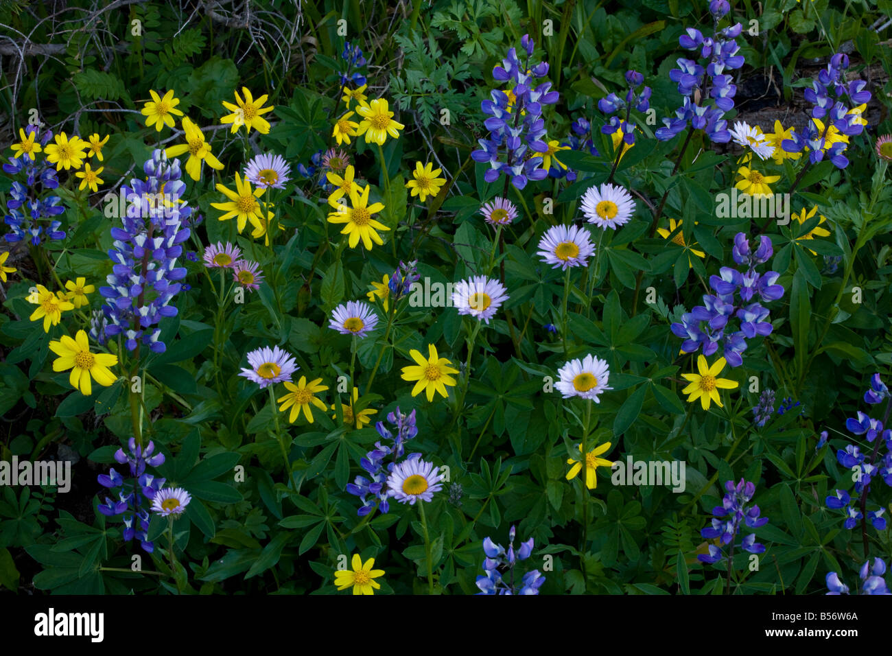 Mountain Daisy Erigeron peregrinus ssp callianthemus lupine and ...