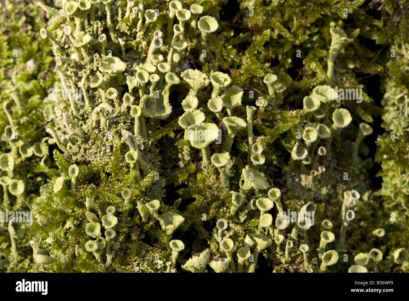 Lichen False Pixie Cup (Cladonia chlorophaea Stock Photo - Alamy
