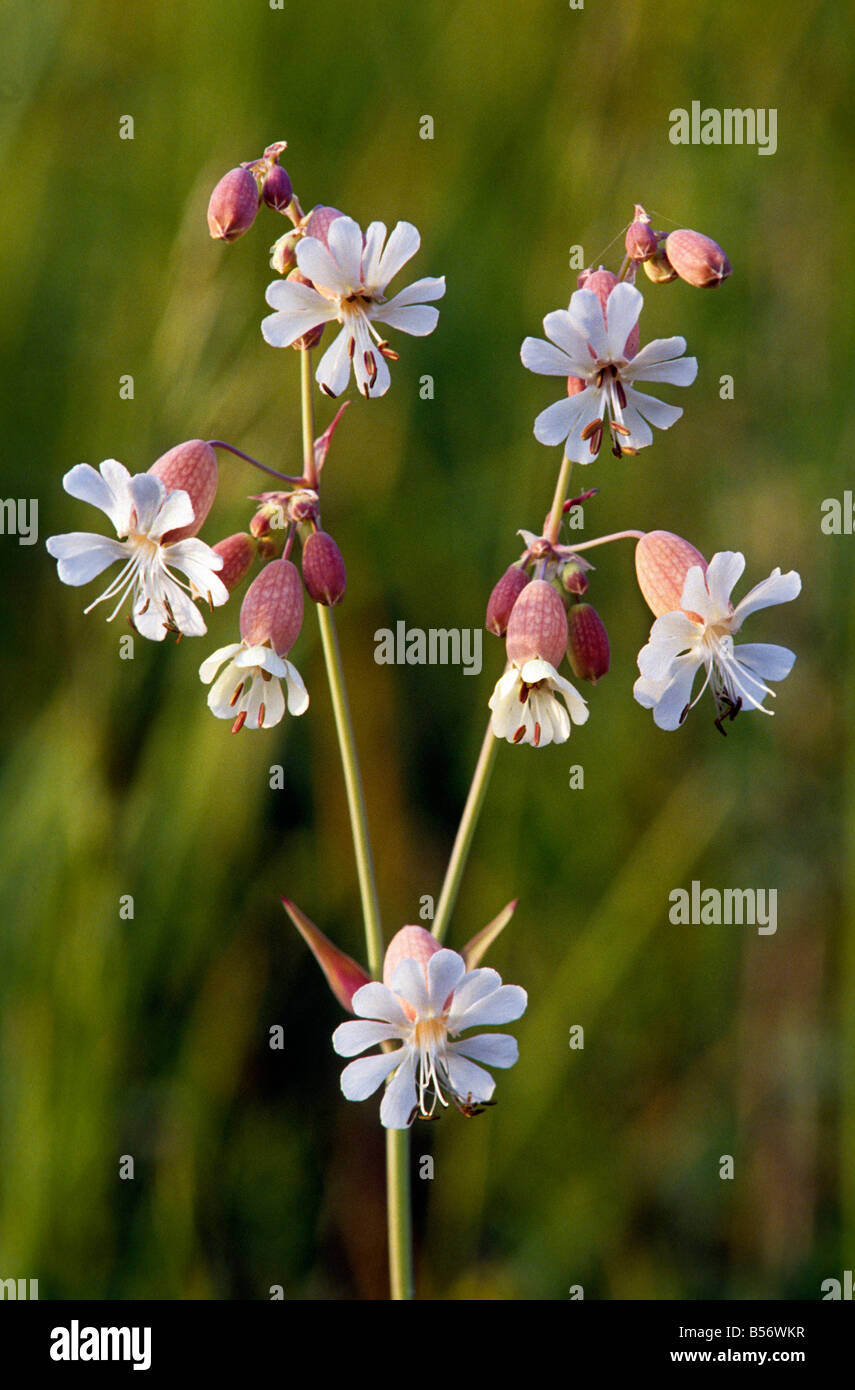 Silene pratensis hi-res stock photography and images - Alamy