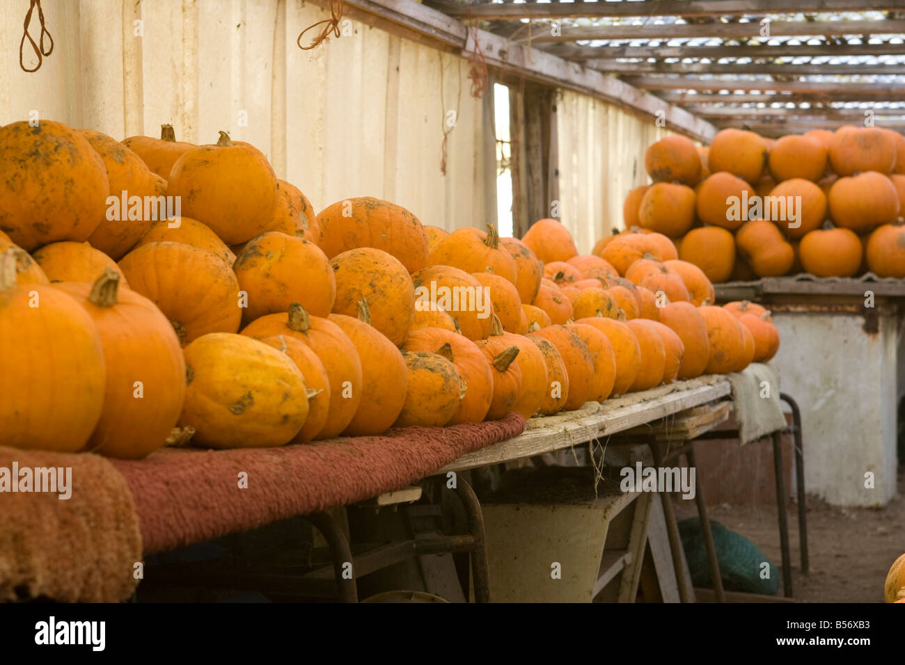 Pumpkins in storage Stock Photo - Alamy